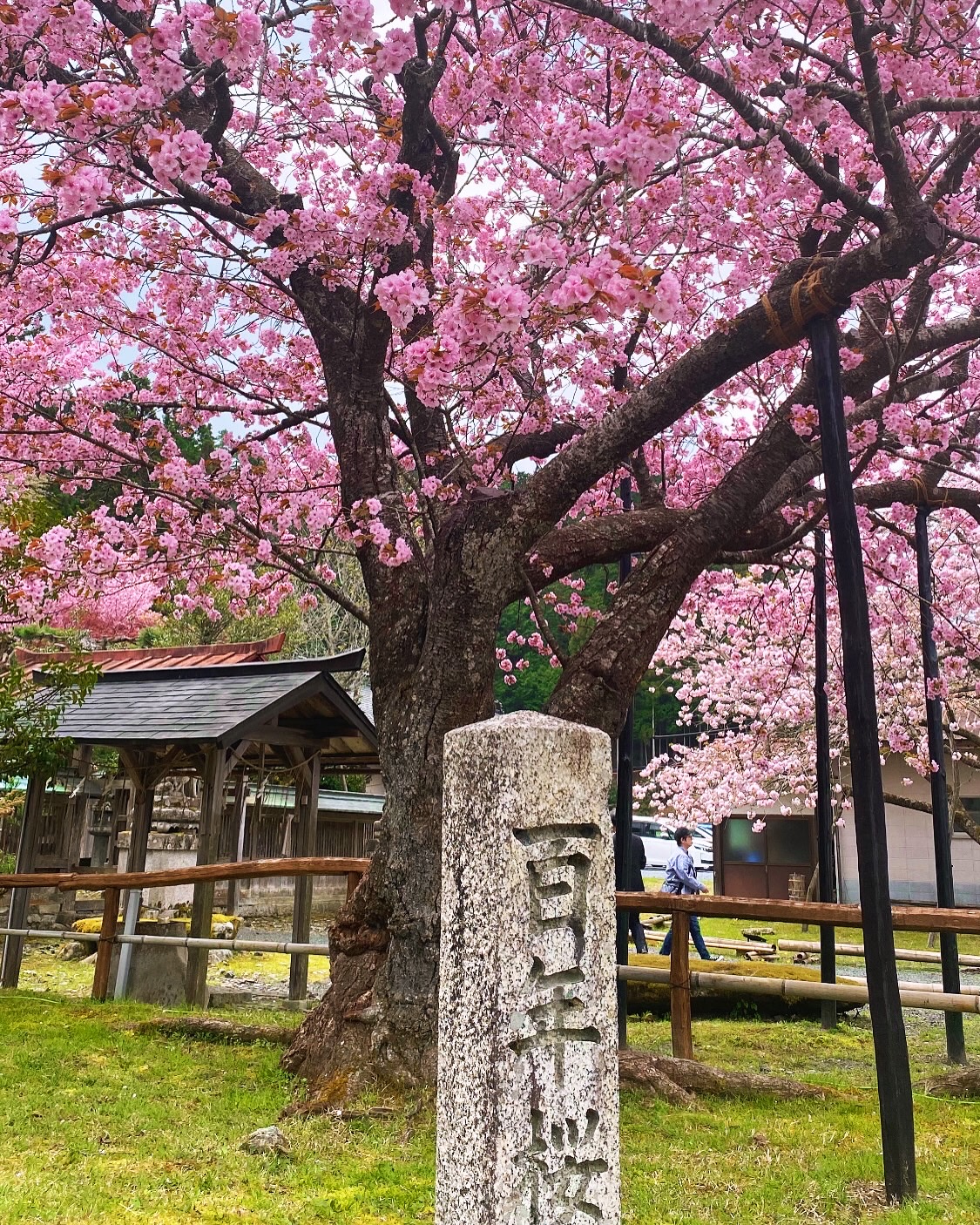 SLOWNATURE近くの名所🌸 | SLOW NATURE | 京都・京北のキャンプ場